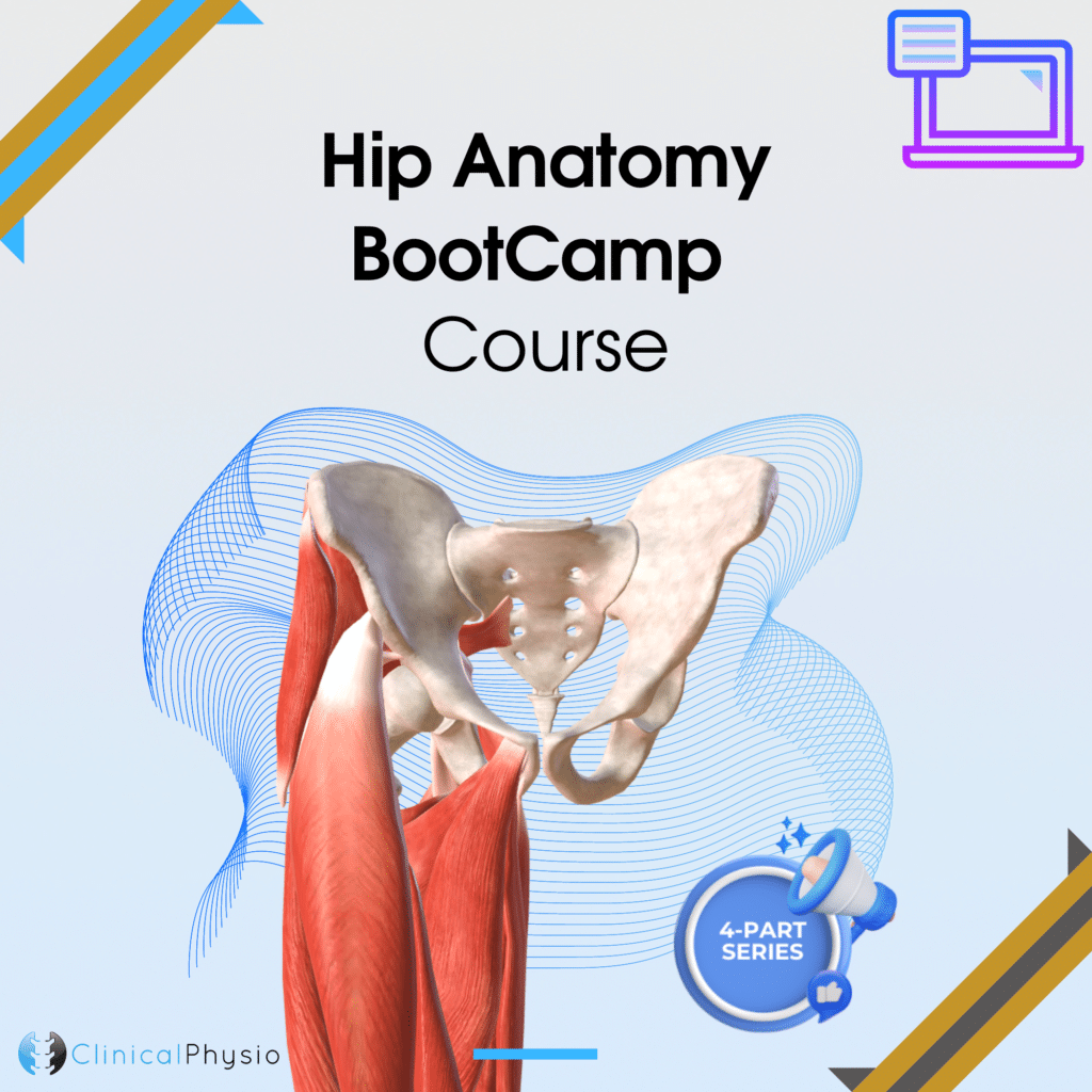 Hip Anatomy BootCamp Course | Clinical Physio