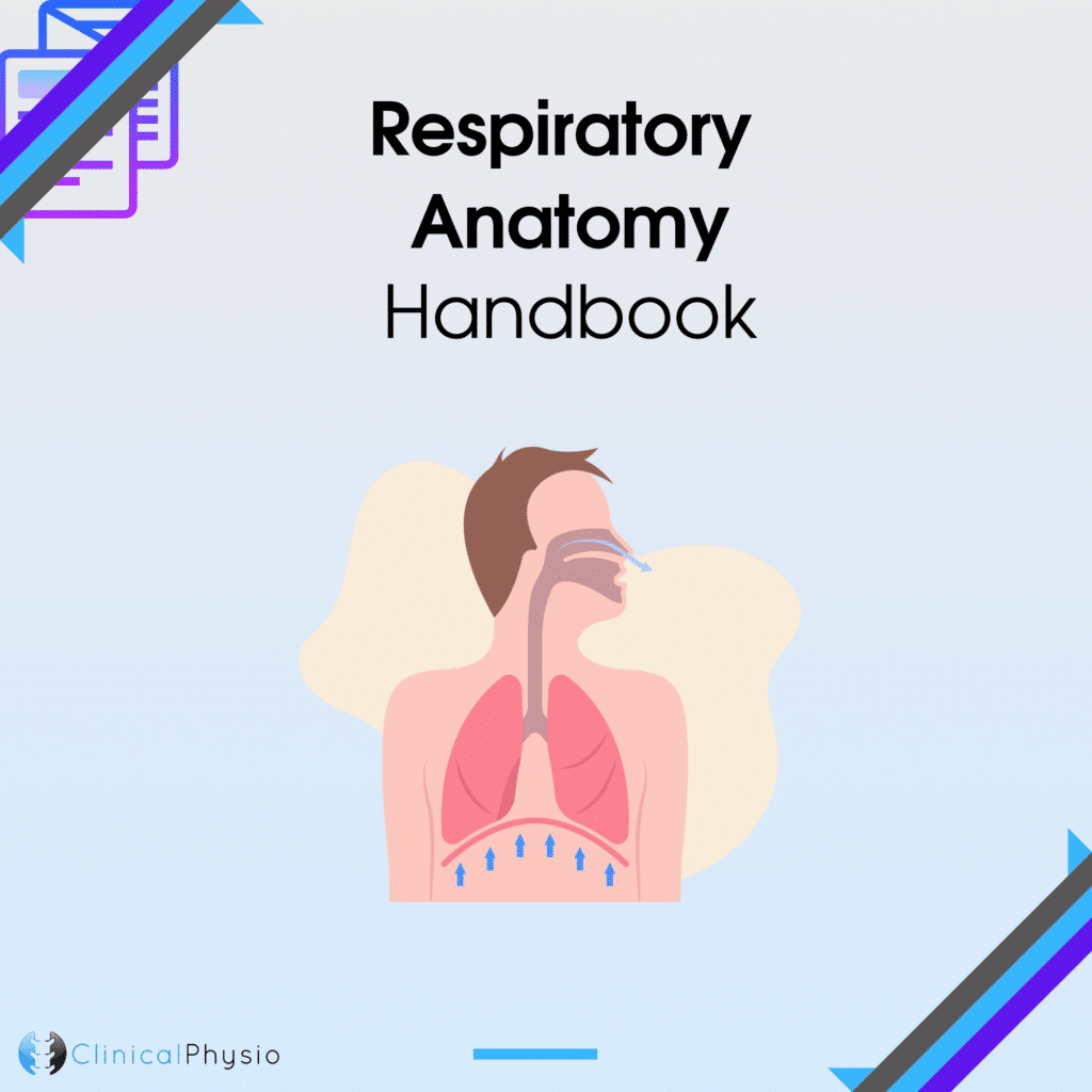 Respiratory Anatomy Handbook | Clinical Physio