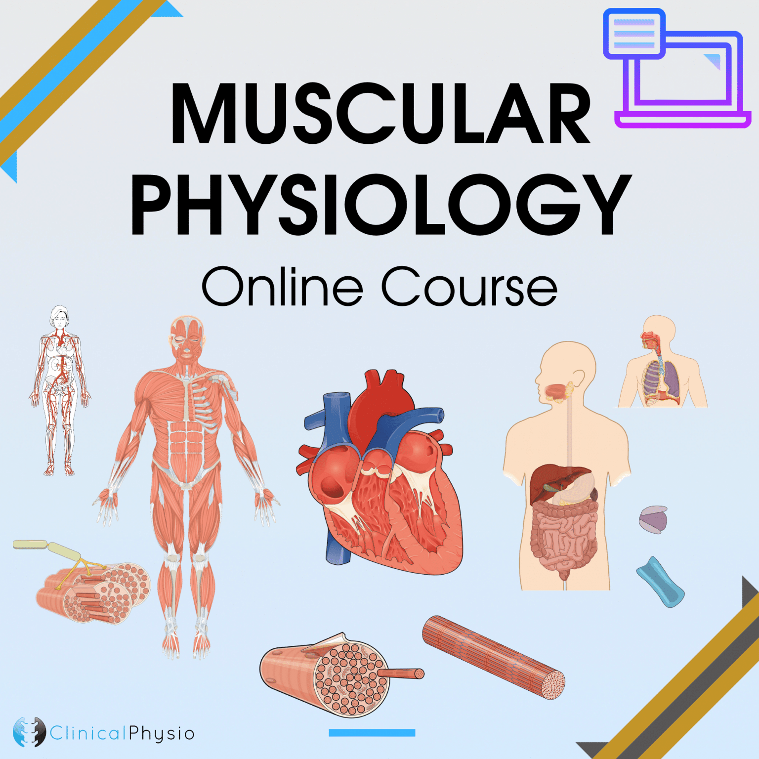 Muscular Physiology Course | Clinical Physio