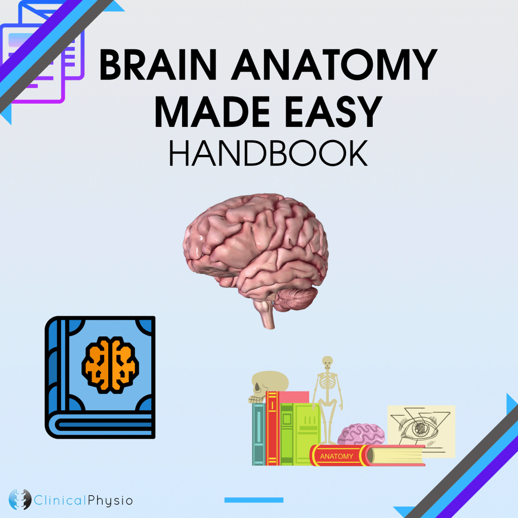 Brain Anatomy Made Easy Handbook | Clinical Physio