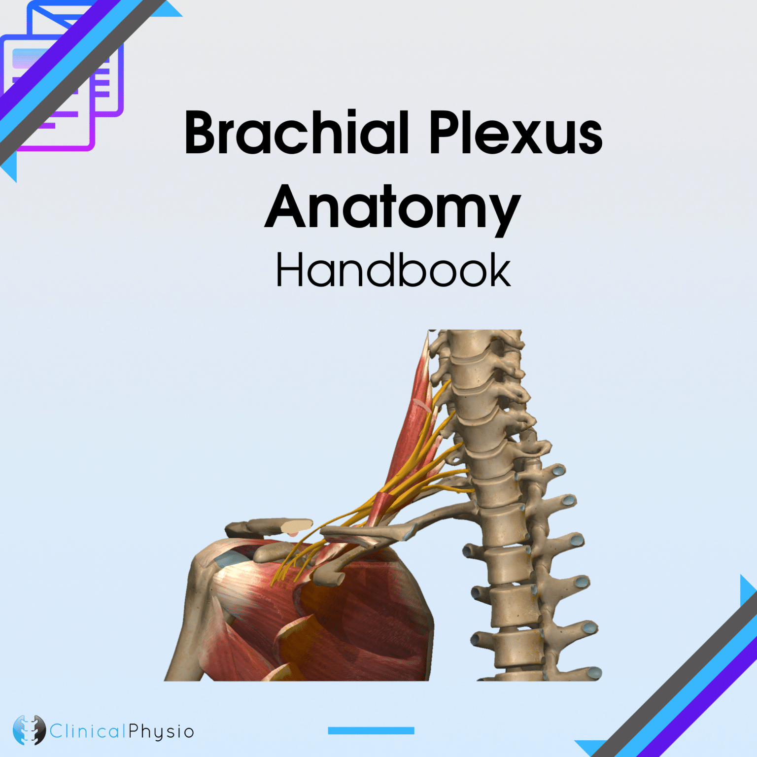Brachial Plexus Anatomy Handbook | Clinical Physio