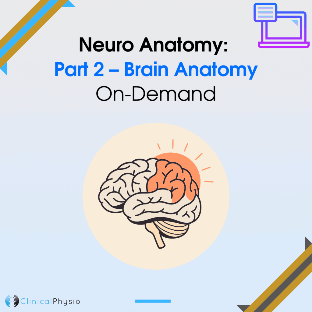Neuro Anatomy: Part 2 – Brain Anatomy On-Demand Webinar | Clinical Physio